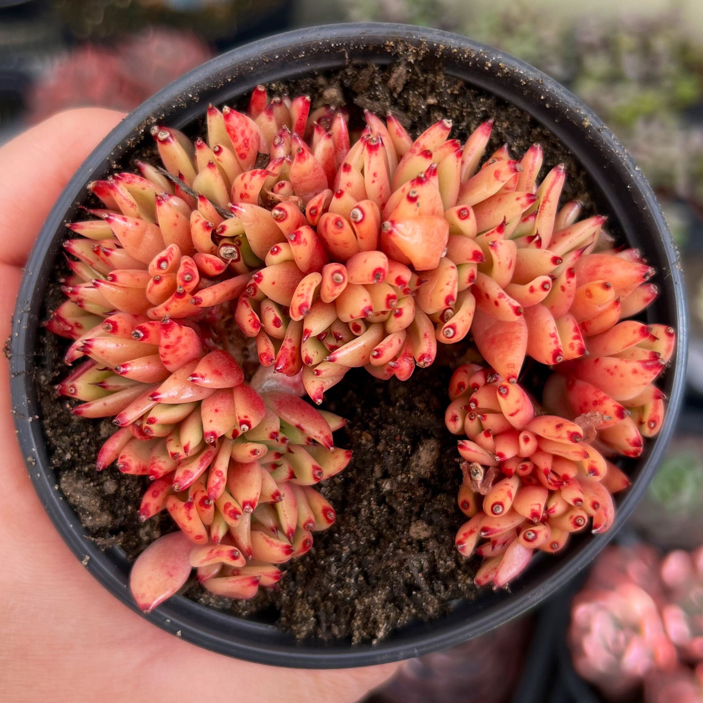 Succulents & Cacti Echeveria Agavoides Gold Label Cristata Rare Korean Crested Succulent Plants ...
