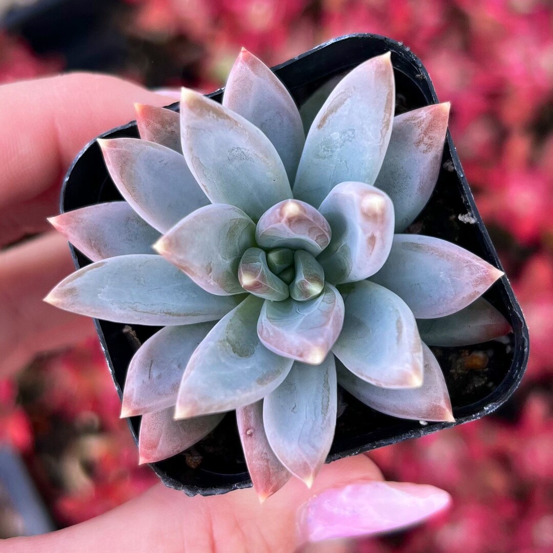 2” Pachyphytum Compactum Little Jewel Succulent Plant - Etsy