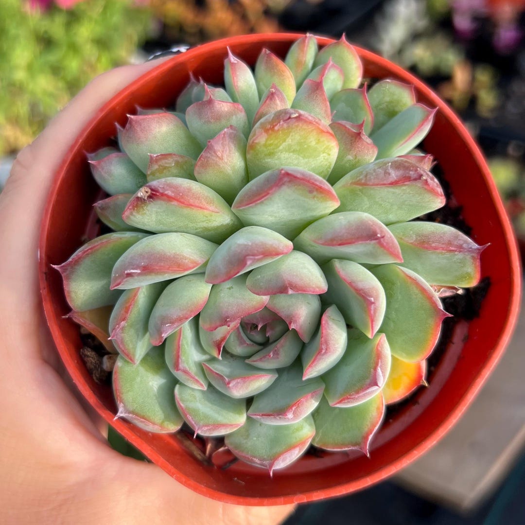 Echeveria Pulidonis Succulent Plant With Pups - 4" Pot - Etsy