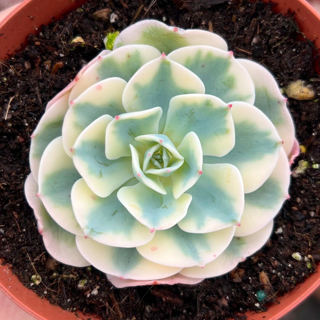 Echeveria Compton Carousel / Lenore Dean / Rare Korean Variegated Succulent - Etsy