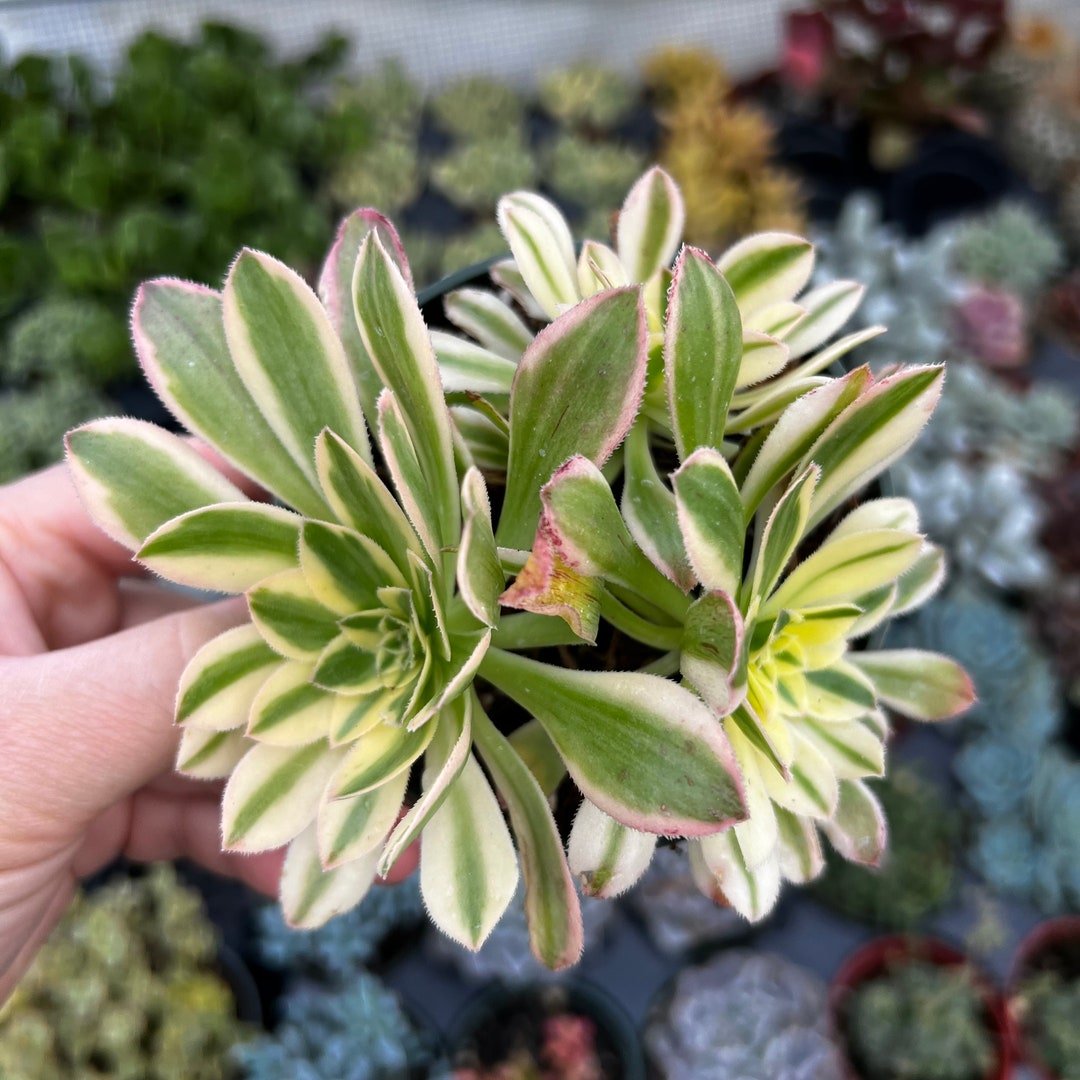 4” Aeonium Albovariegatum / Variegated Succulent - Etsy
