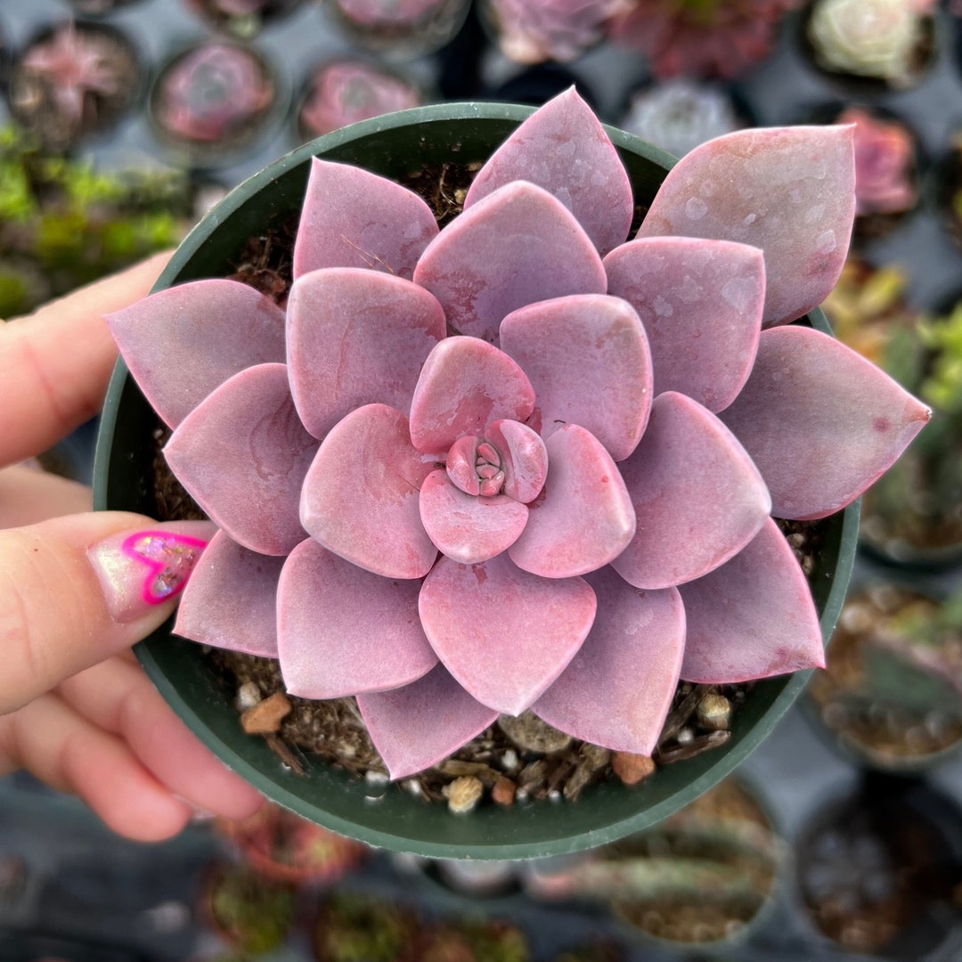 Graptoveria Debbie - Etsy