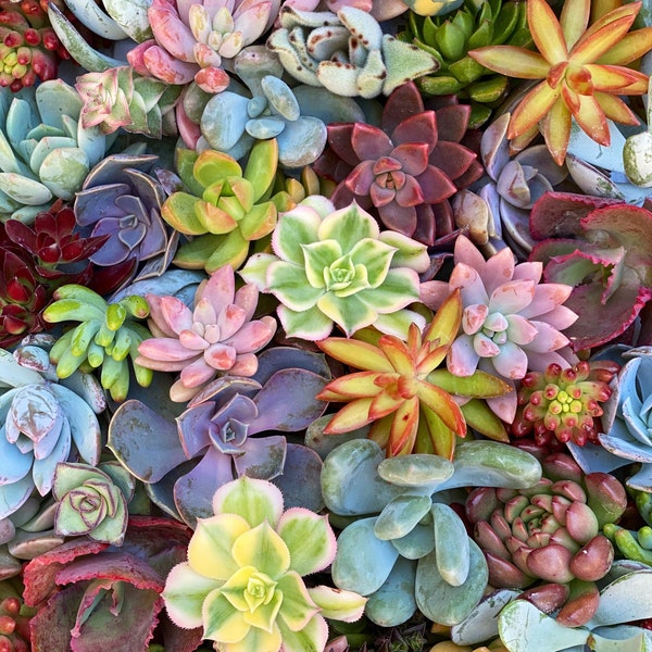 Colorful Succulents - Etsy