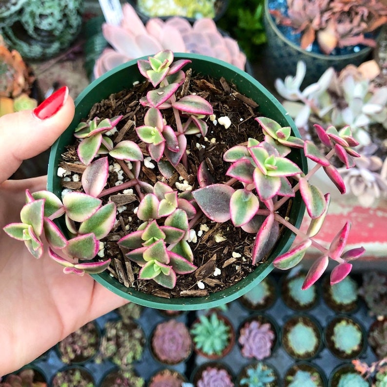 Crassula Pellucida Variegata / Pink Calico Kitten - Etsy