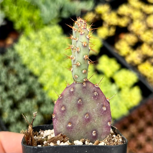 Purple Cactus - Etsy
