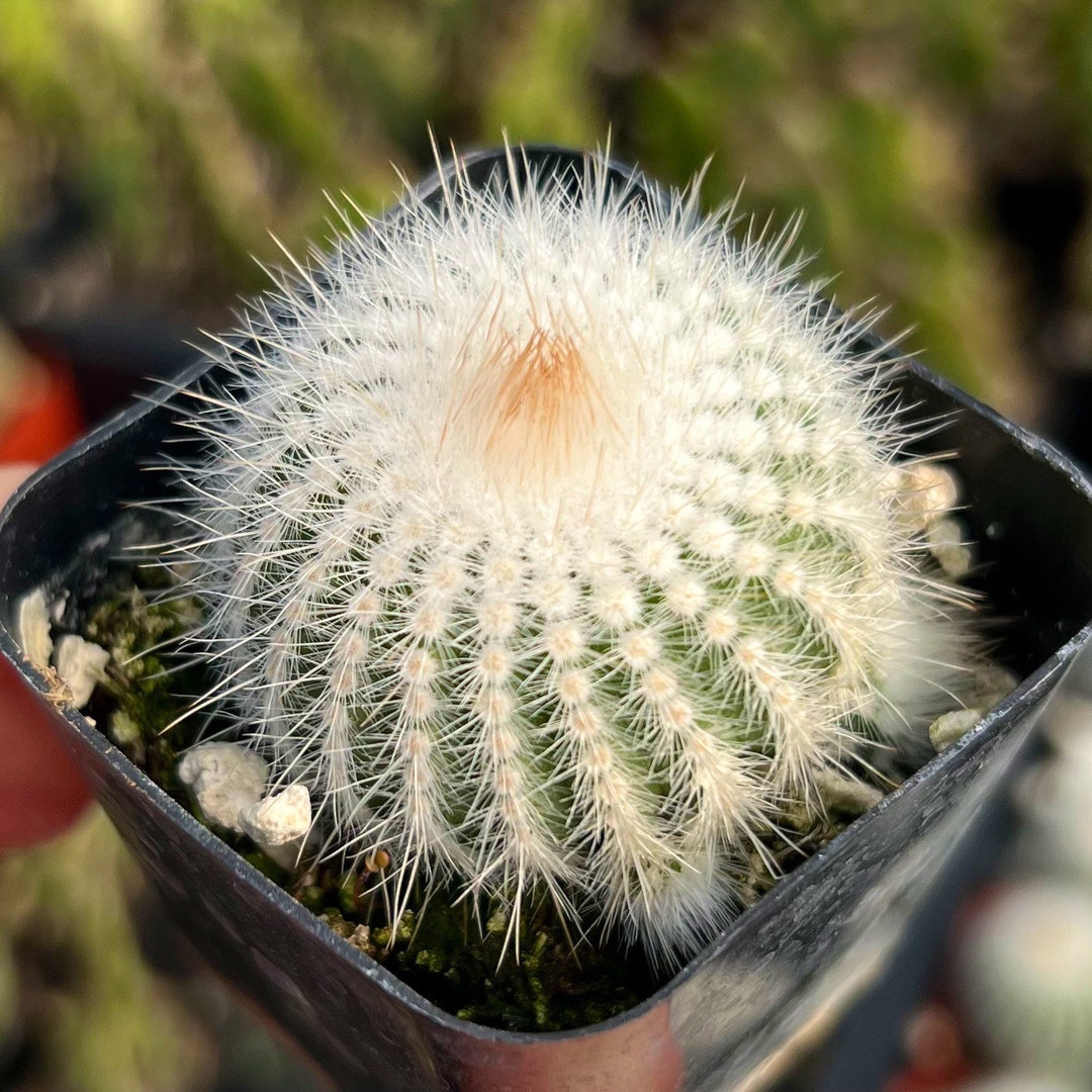 2” Parodia Scopa Silver Ball Cactus Succulent Plant - Etsy