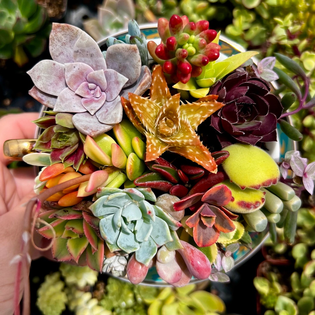 Leopard Succulent Teacup & Saucer - Etsy