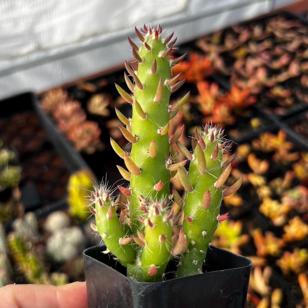 2” Austrocylindropuntia Subulata Cactus / Eve’s Pin - Etsy