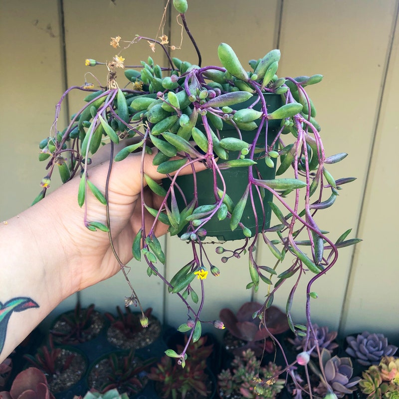 String of Ruby Plant - Etsy