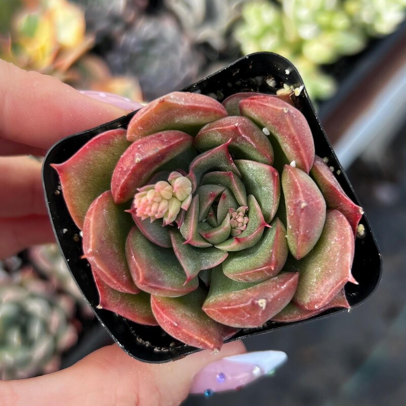 QueenofSucculents - Etsy