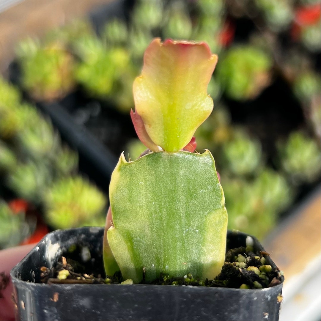 Variegated Christmas Cactus – Rare Schlumbergera – Colorful Collector ...