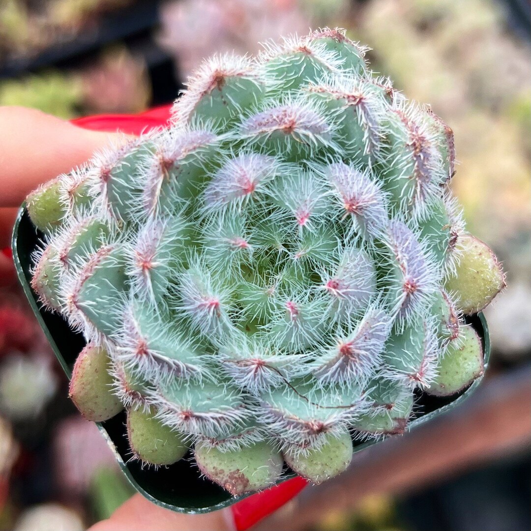Echeveria Setosa – Fuzzy Mexican Firecracker Succulent in 2” Pot – Soft ...