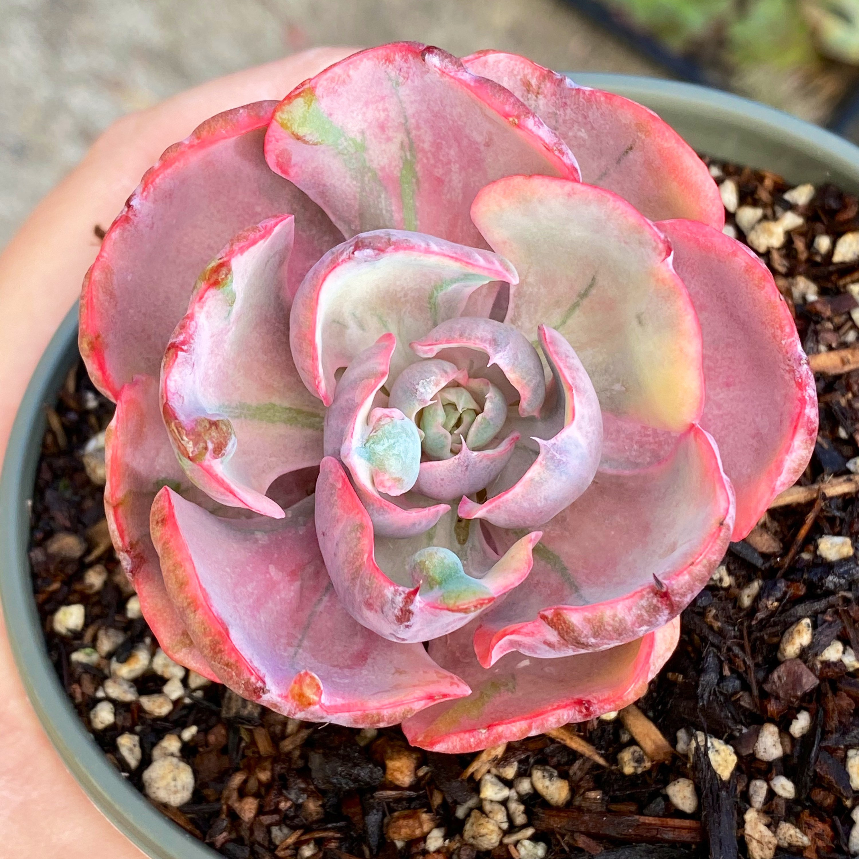 Echeveria sp Beyonce Outdoor & Gardening Home & Living etna.com.pe