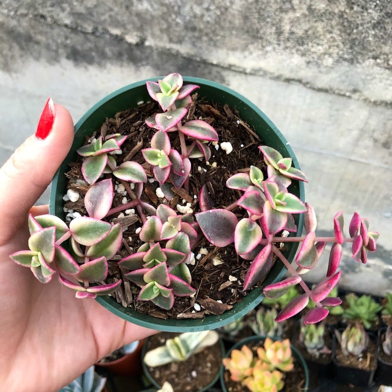 Crassula Pellucida Variegata / Pink Calico Kitten - Etsy