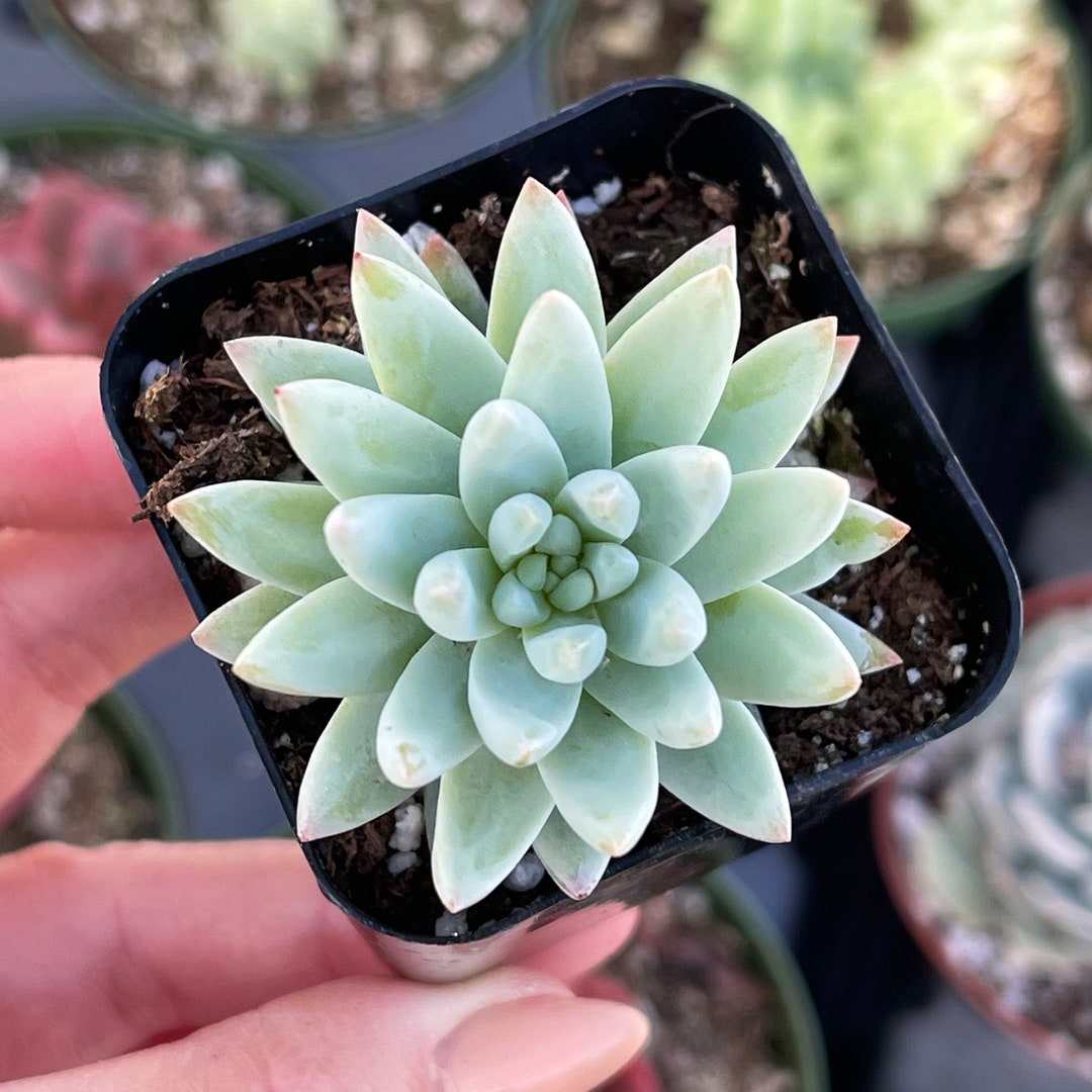 2” Sedeveria Blue Burrito Succulent Plant - Etsy