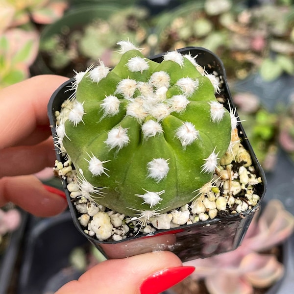 Domino Cactus - Etsy