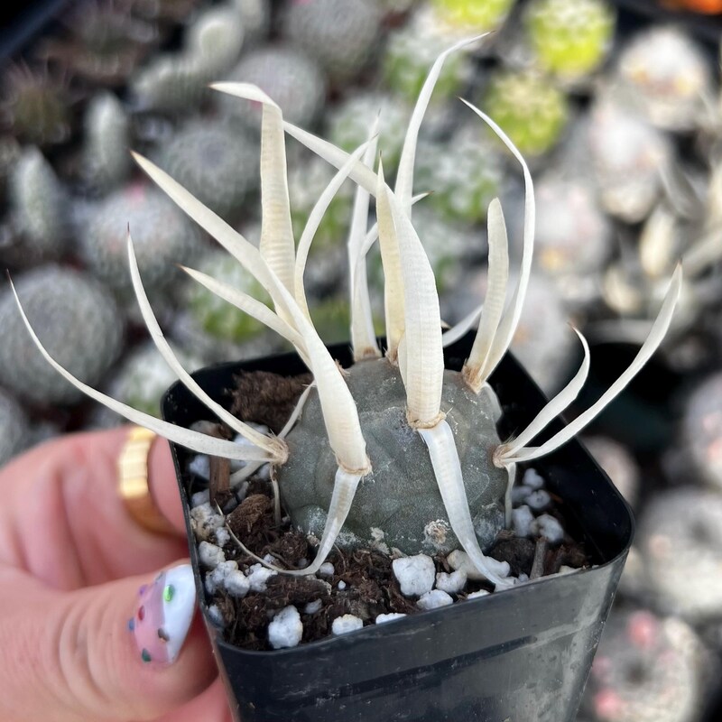 Fishbone Cactus Plant - Etsy