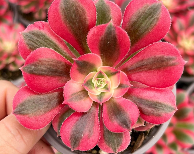 Aeonium Pink Witch / Rare Korean Variegated Succulent - Etsy