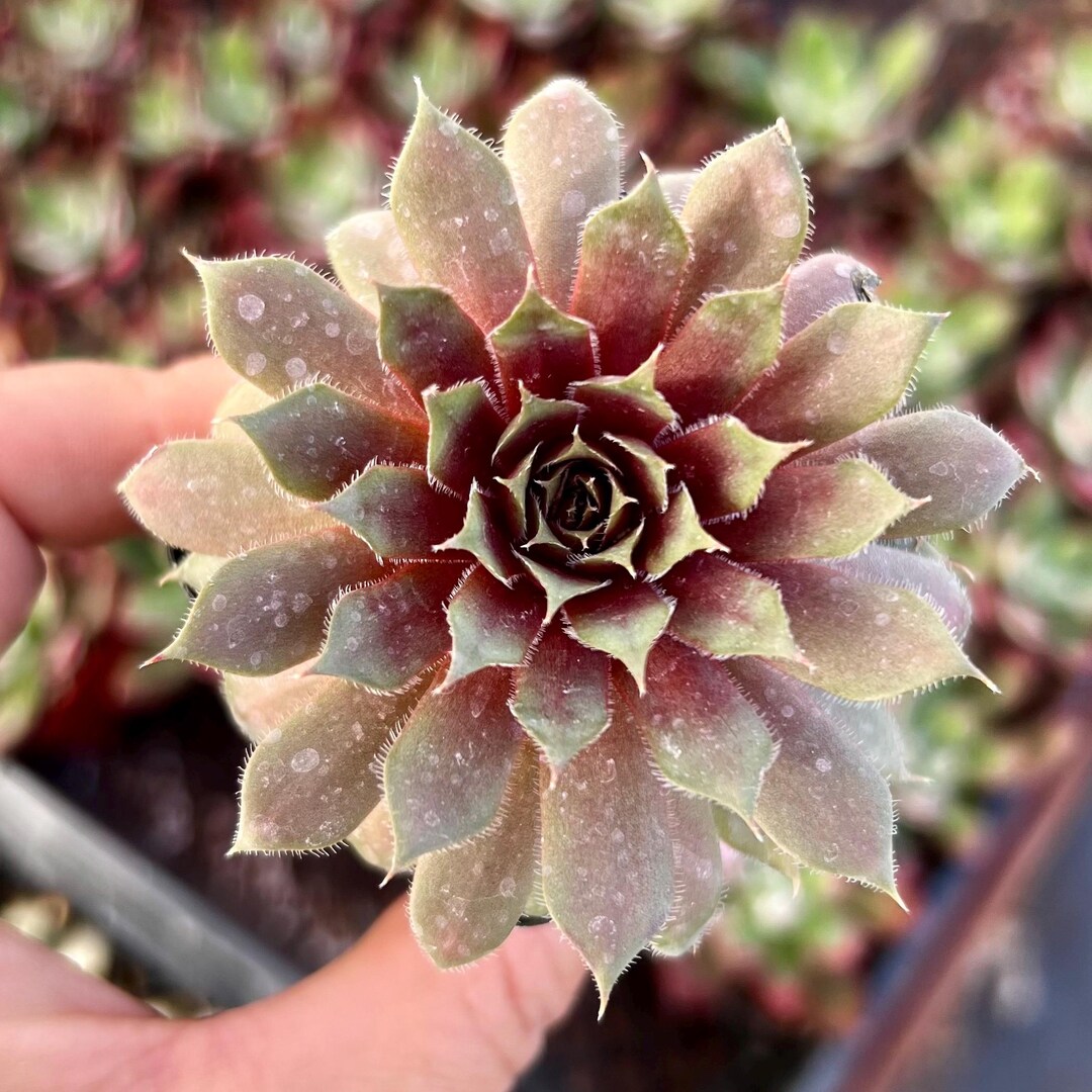 2” Sempervivum Royal Ruby / Cold Hardy Succulent - Etsy