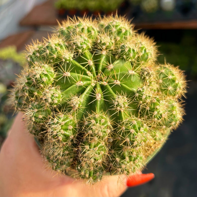 4 Echinopsis Tubiflora Cluster Cactus - Etsy
