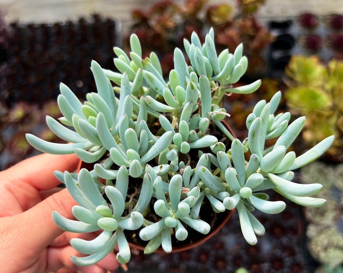 Senecio Mandraliscae Blue Chalk Sticks - Etsy