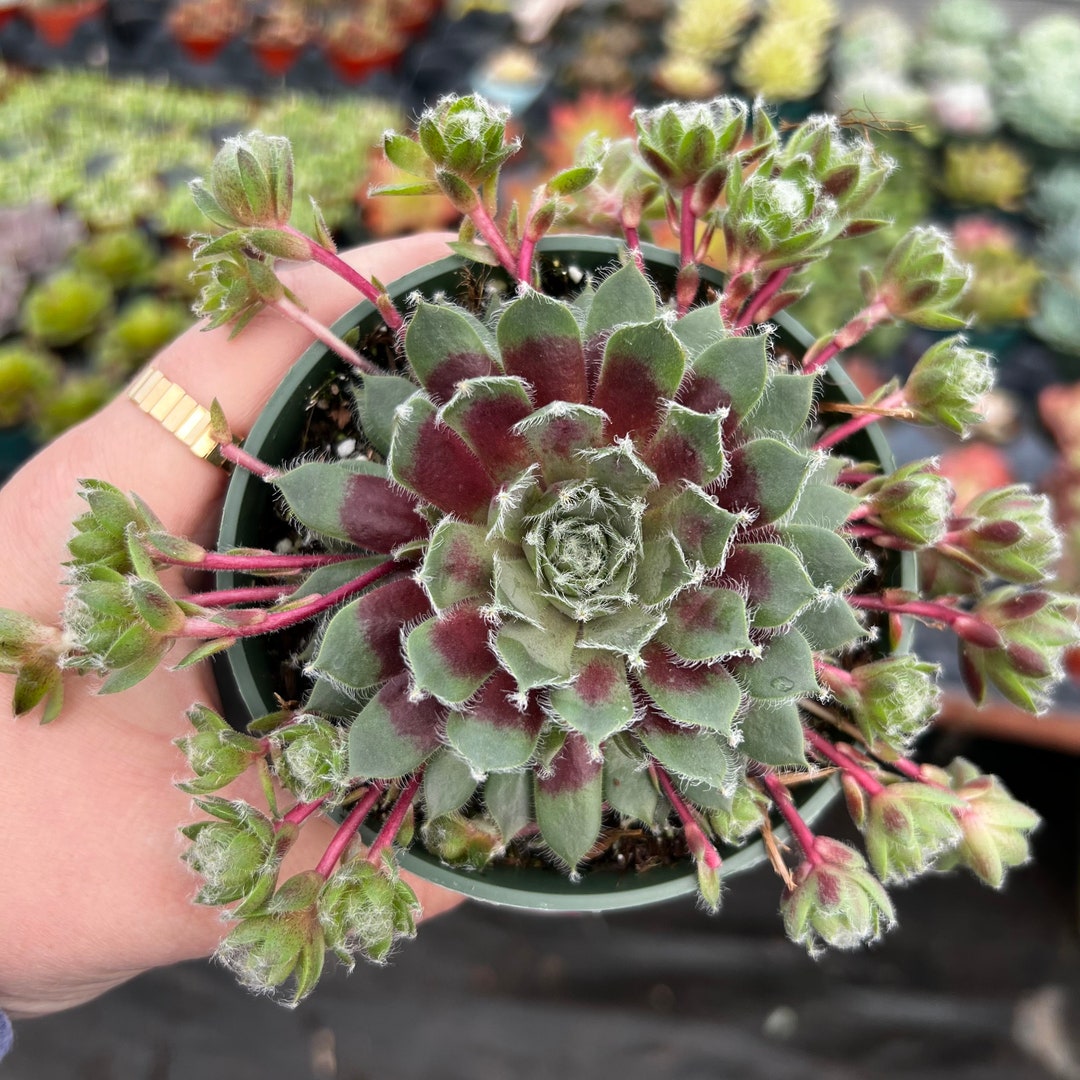 4 Sempervivum Jade Rose / Cold Hardy Succulent Plant - Etsy