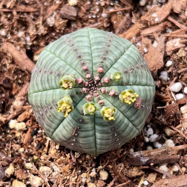 Obesa - Etsy