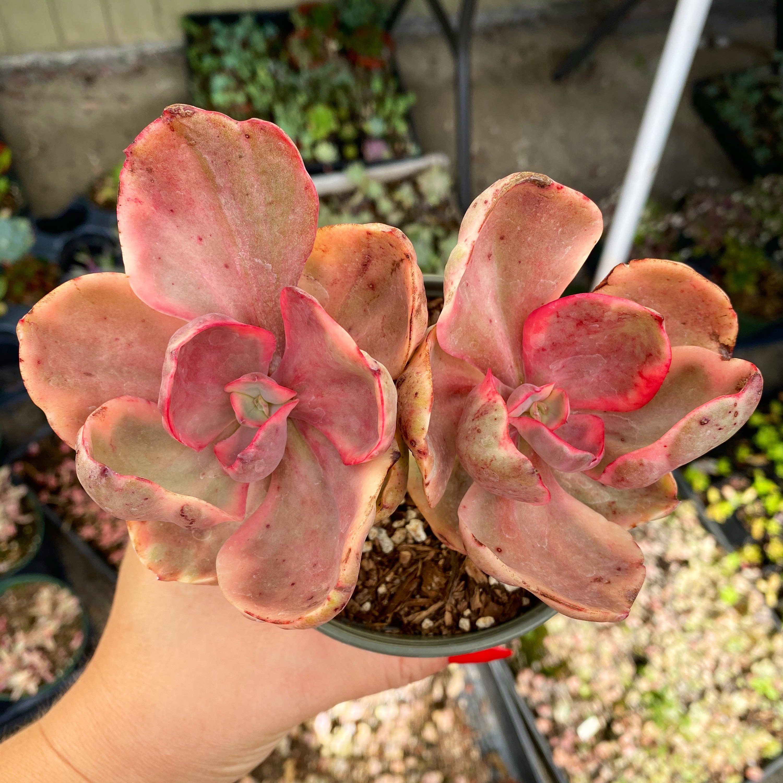 Echeveria Gold Light rare korean succulent Outdoor & Gardening Home ...