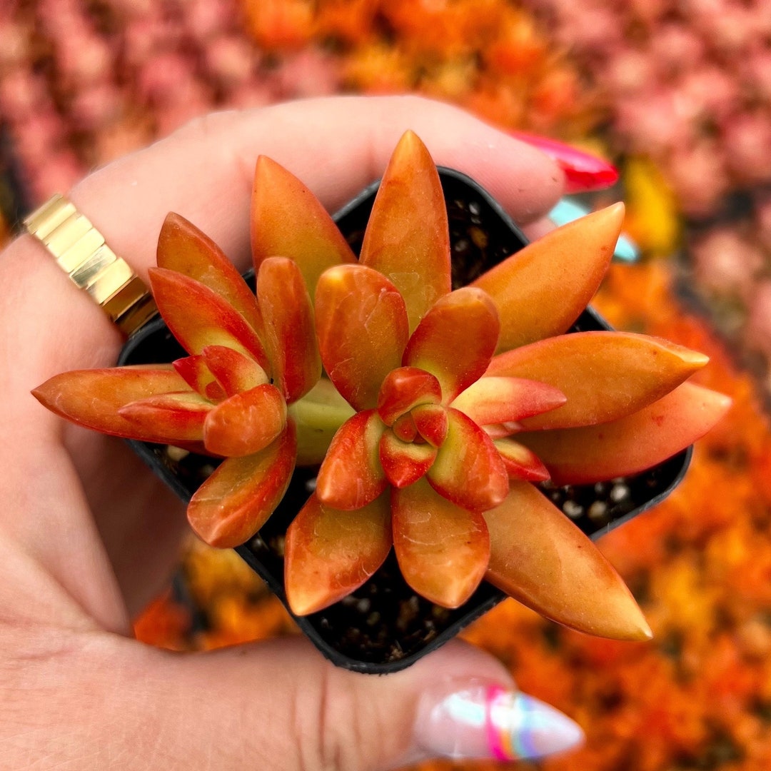 2” Sedum Adolphi Firestorm Succulent Plant - Etsy