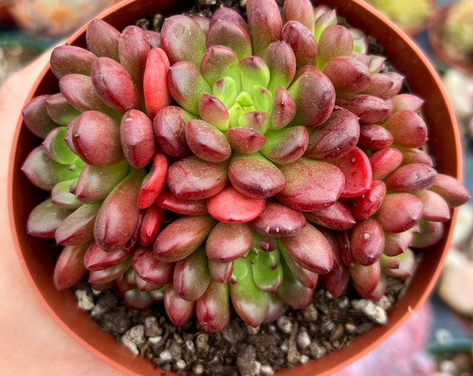 Sedeveria Pink Ruby / Rare Korean Succulent - Etsy