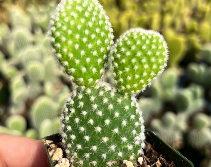 2” Opuntia Microdasys Bunny Ear Cactus Succulent Plant - Etsy
