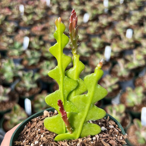 Fishbone Cactus Plant - Etsy