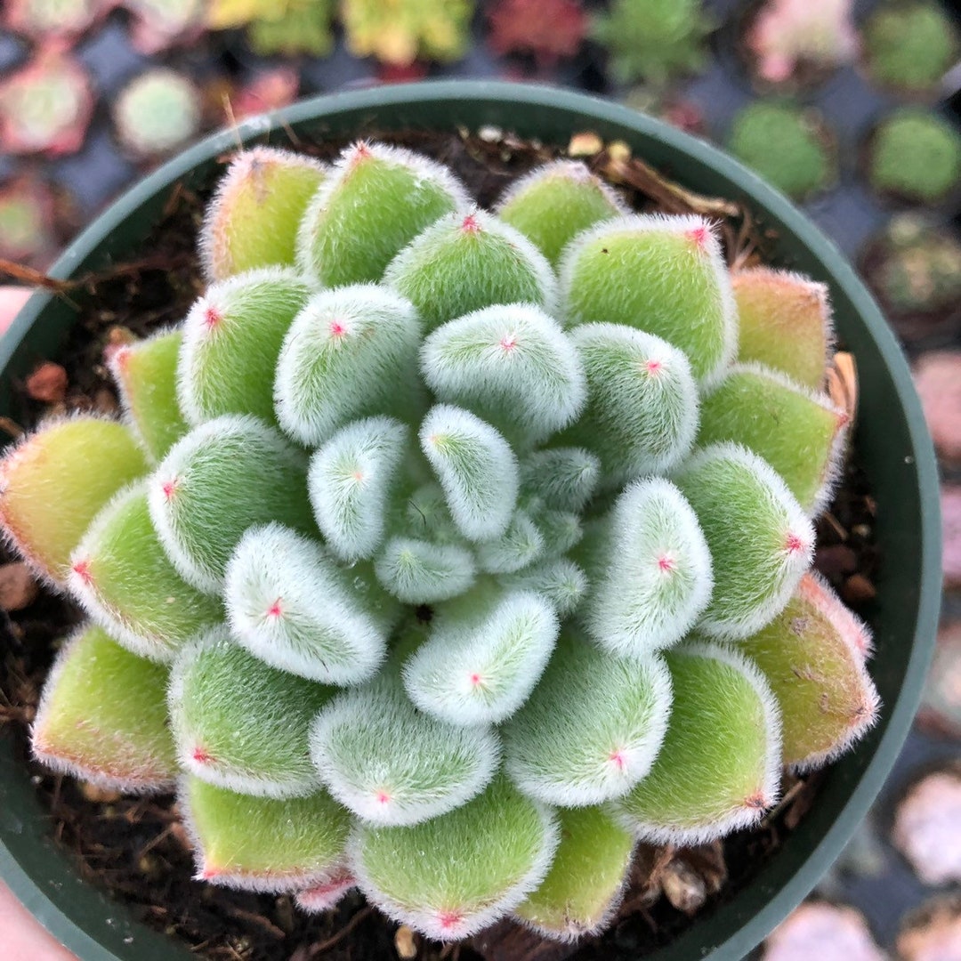 4” Fuzzy Echeveria Doris Taylor - Etsy