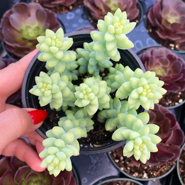 Trailing Succulents - Etsy