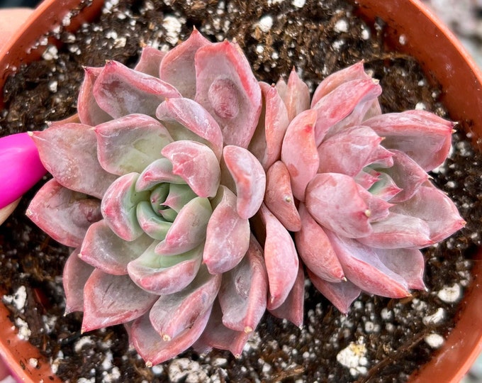 Echeveria Segovia W/ Bumps / Rare Korean Succulent - Etsy