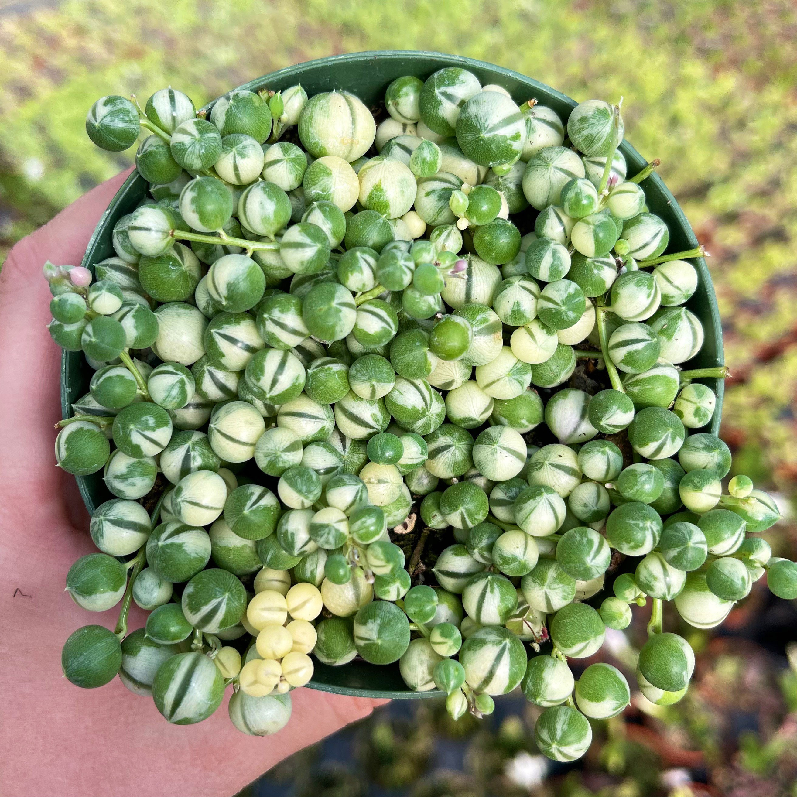 4 Variegated String of Pearls - Etsy