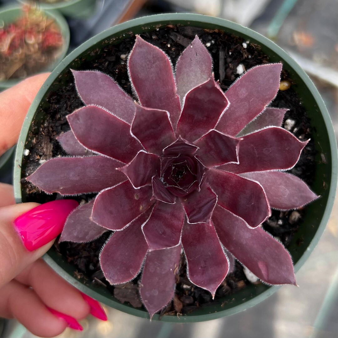 4” Sempervivum Royal Ruby / Cold Hardy Succulent - Etsy