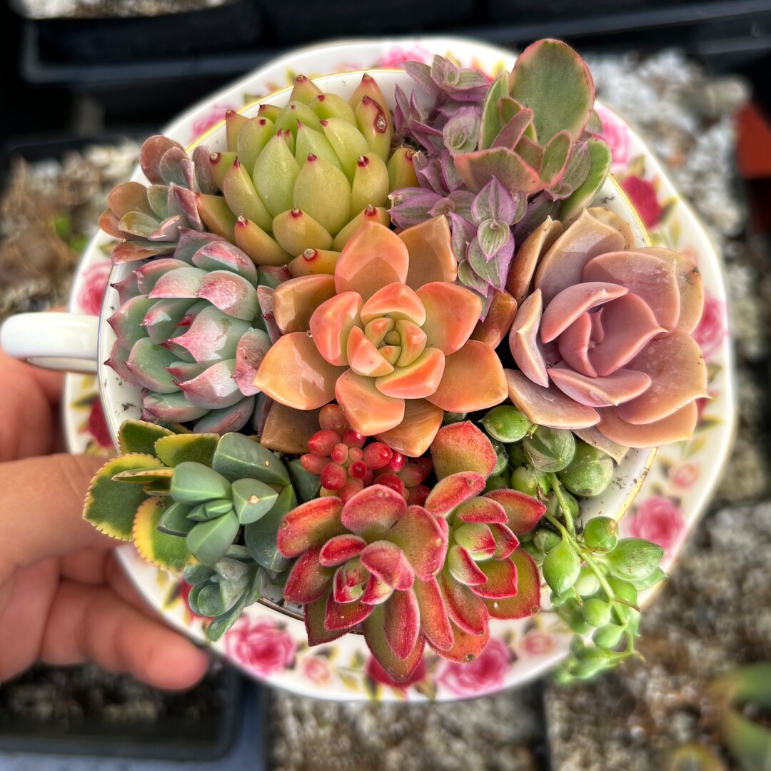Succulent Tea Cup With Saucer - Etsy