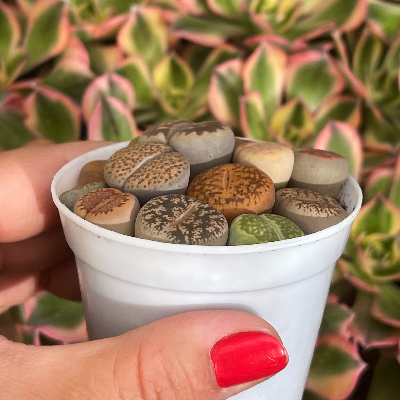 Assorted Lithops 1/3/5 - Etsy