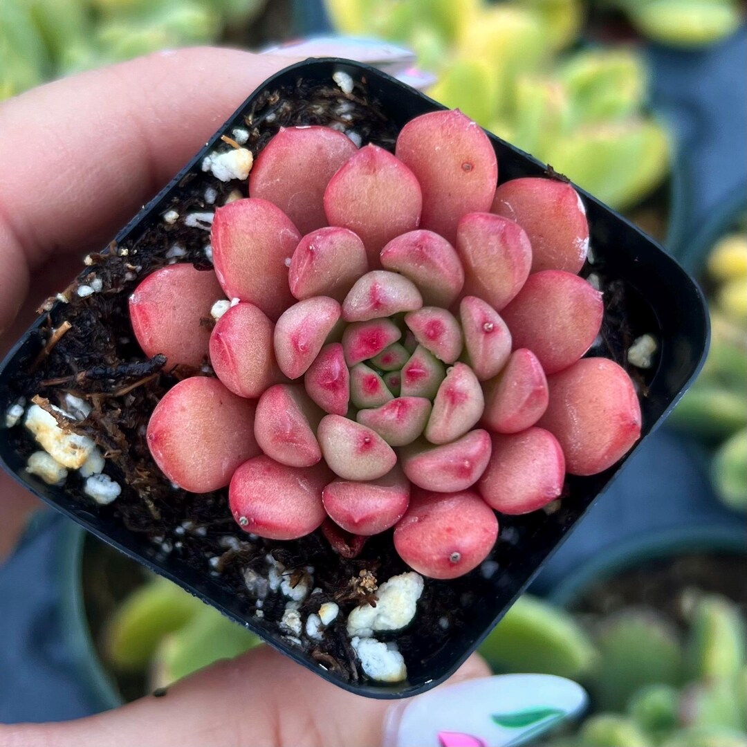 Graptoveria ‘bashful’ – Red Rosette Succulent in 2” Pot – Stress ...