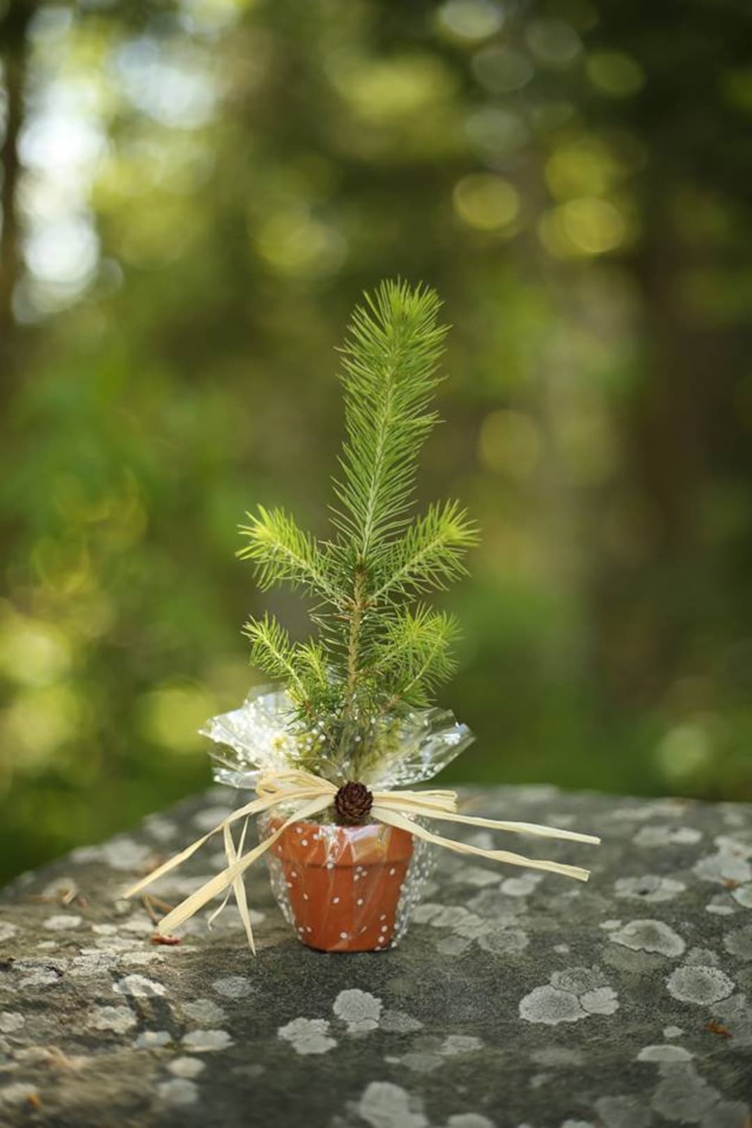 Tree Seedling in Clay Pot - Etsy Canada