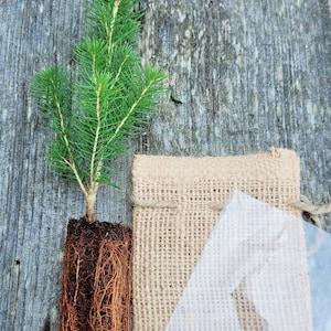 Tree Seedling - Etsy