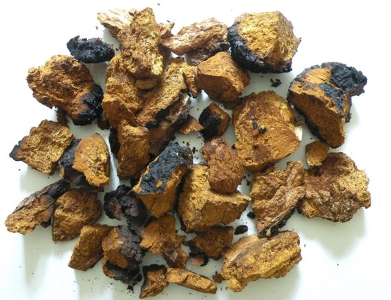 Canadian Pure Chaga 1 Pound Winter harvest 2020/2021 | Etsy