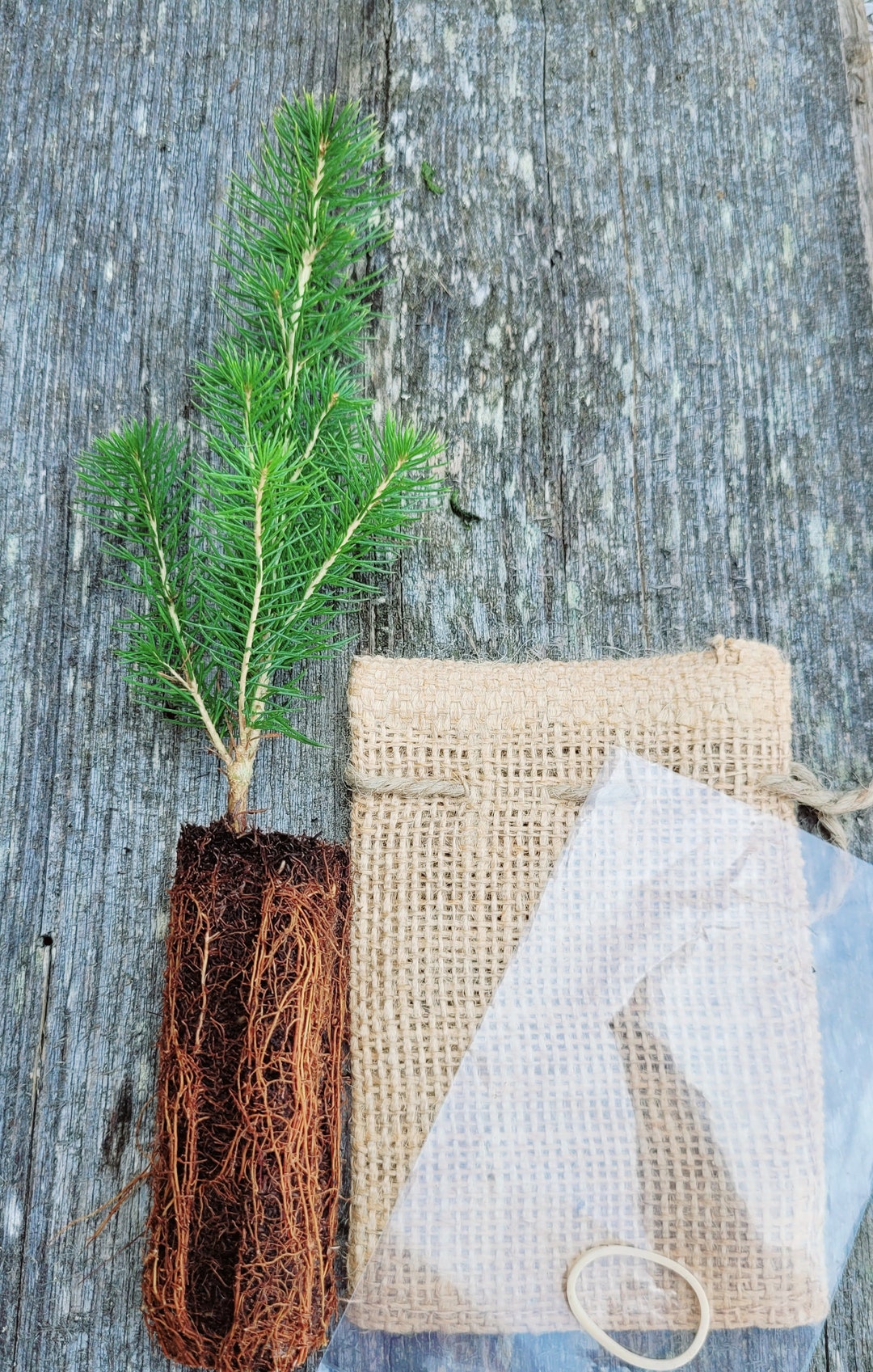 DIY Tree Seedling Kit - Etsy