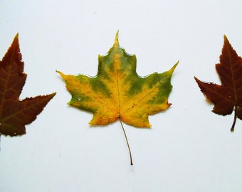 Real autumn leaves | Etsy