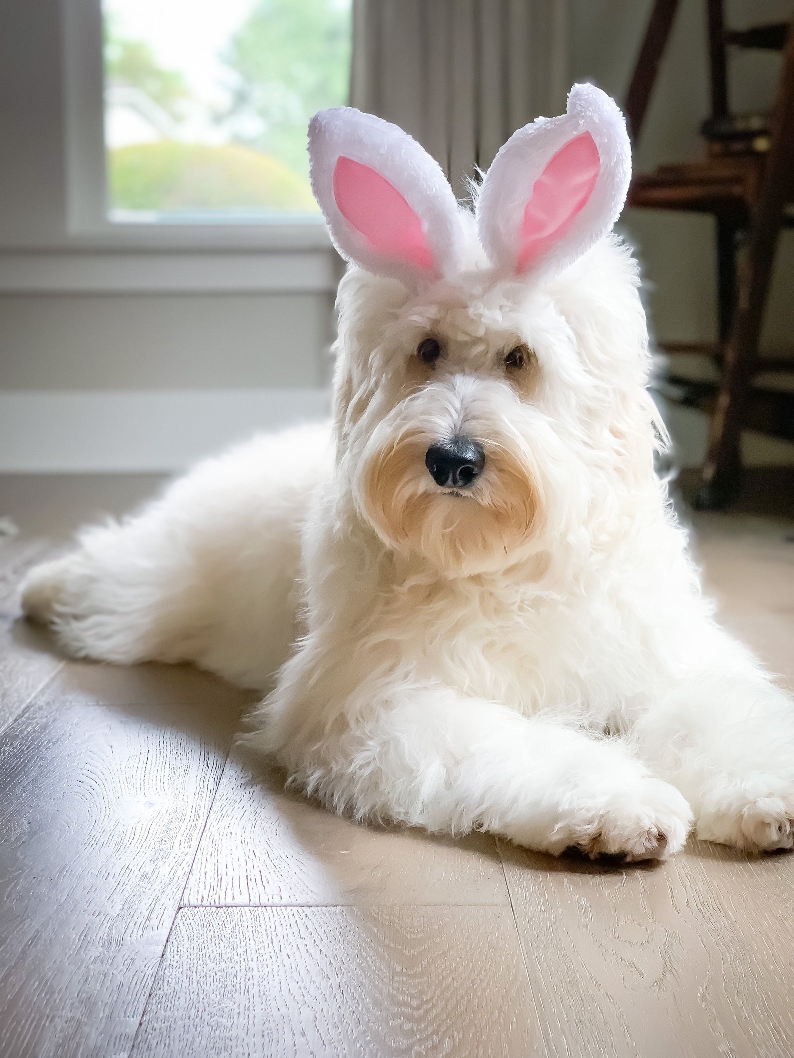 Animal Rabbit Ears Bunny Ears for Dogs Rabbit Ears | Etsy