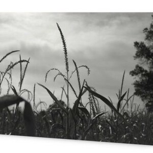 Individual Card / Corn Stalk - Etsy