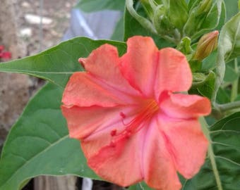 Mirabilis Jalapa Scarlet Red Flower Seeds/ Four O'Clock/