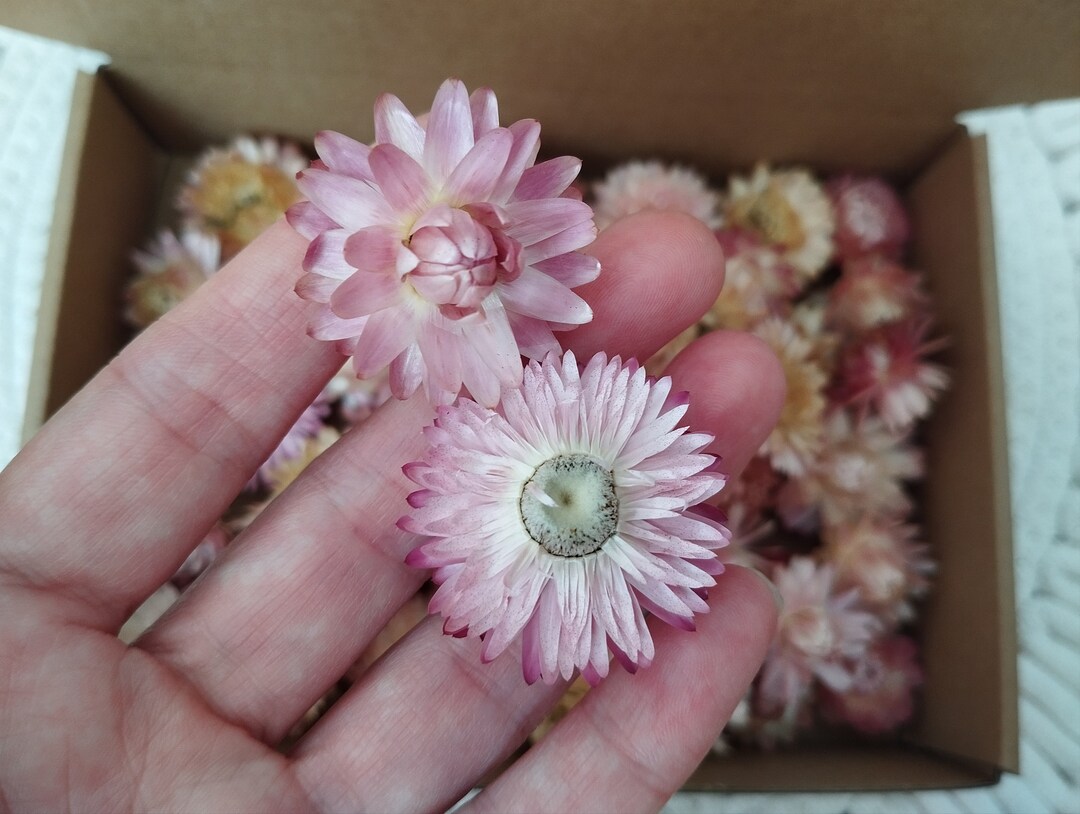 50pcs Dried Strawflowers, Preserved Strawflowers, Natural Strawflower ...