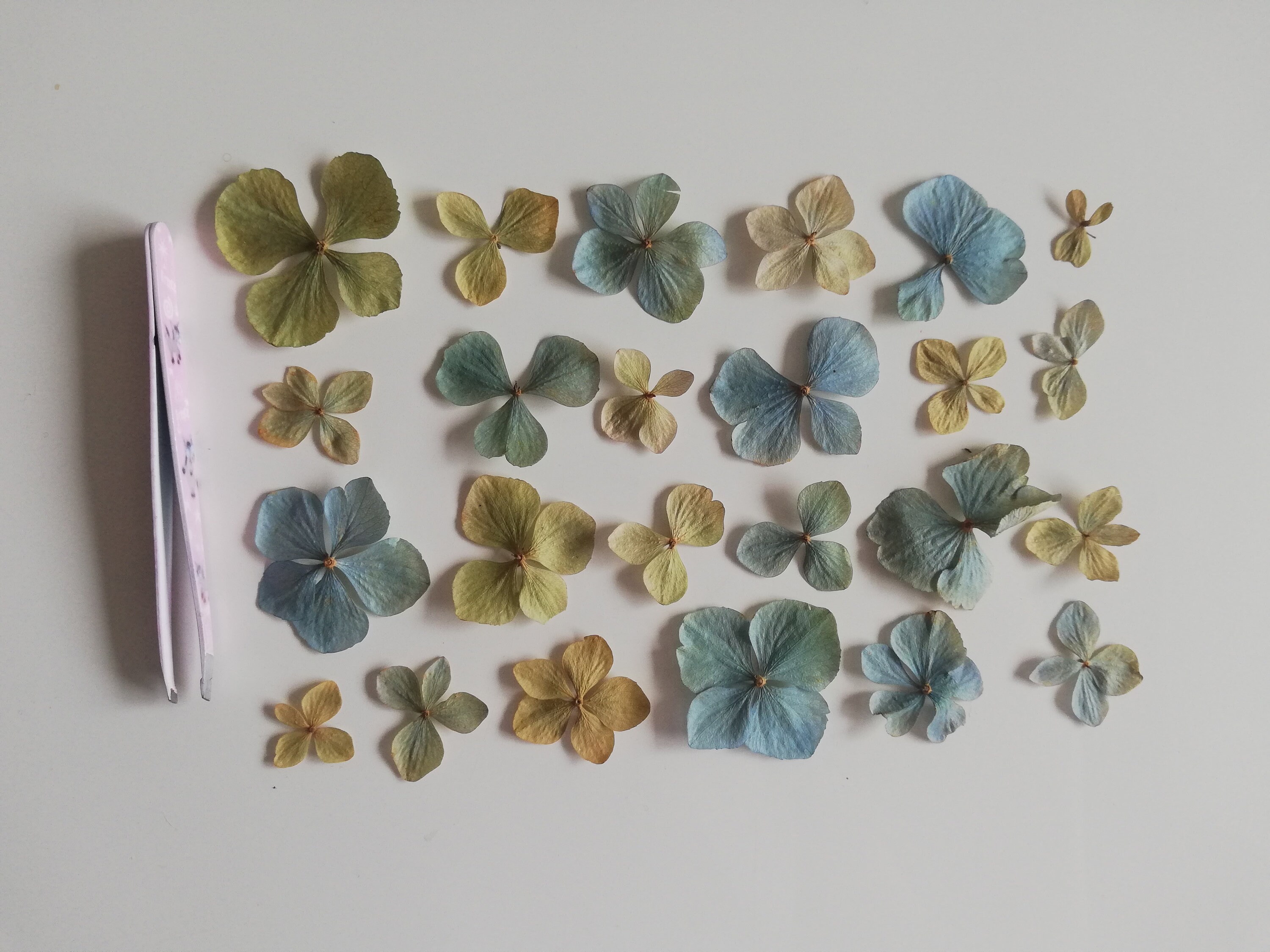 Set of 25pcs Dried Hydrangeas / Natural Preserved Hortensias ...